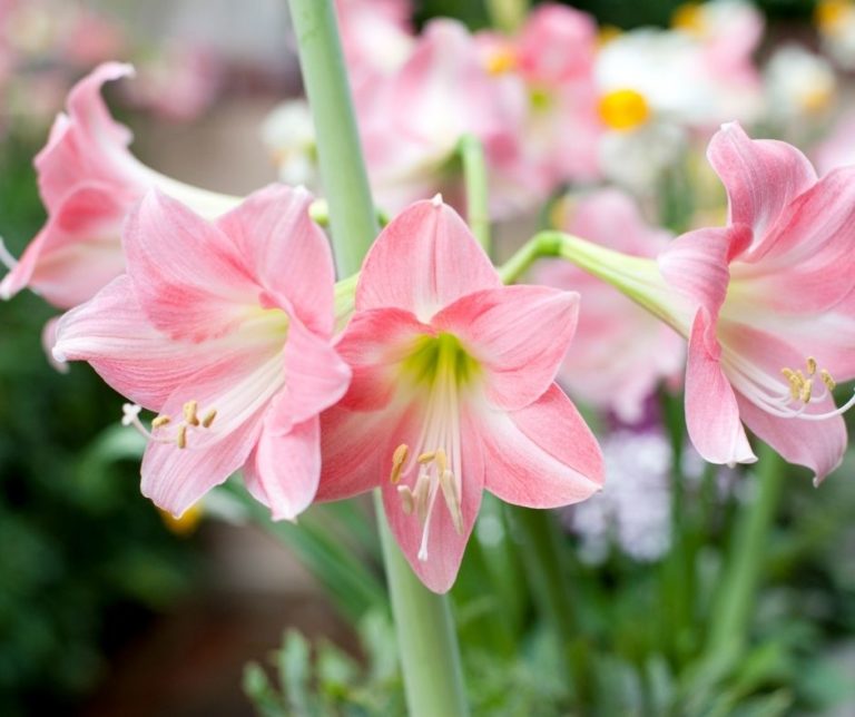 How Far Down Do I Cut My Lilies??