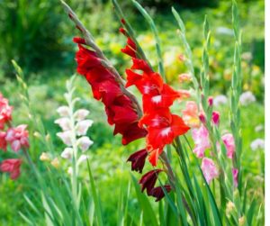 How to Force Gladiolus to Bloom?