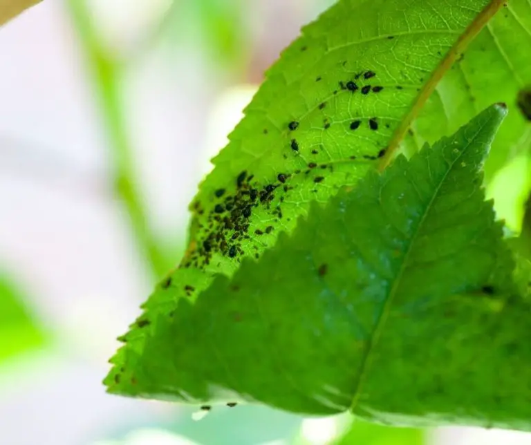 How to Get Rid Of Aphids on Basil?