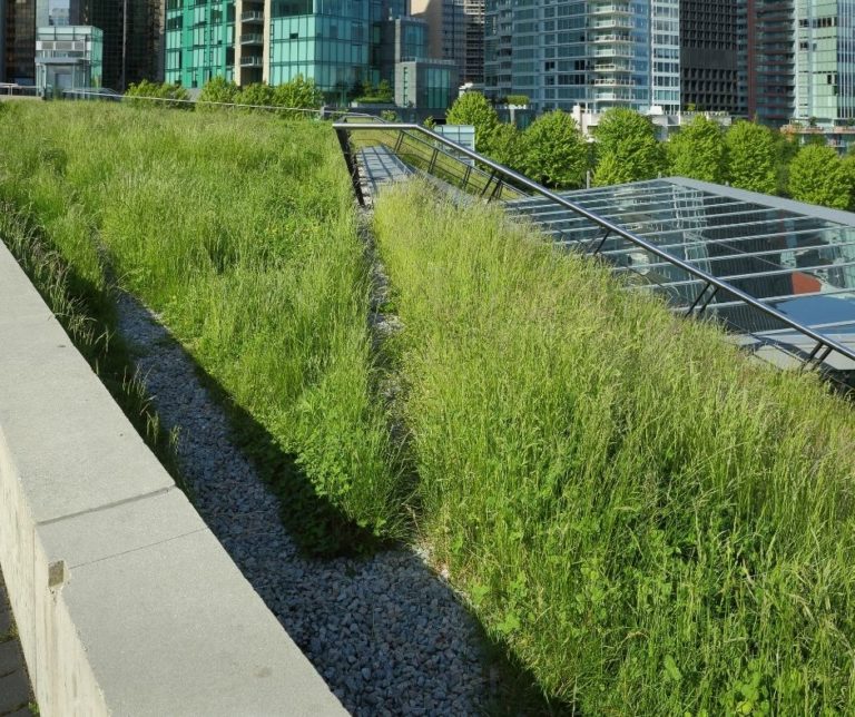 How to Grow Citronella Grass?