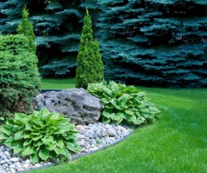 How to Plant Hostas Under Trees?
