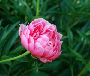 How to Plant Peonies IN the Fall?