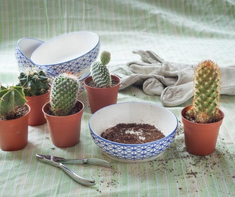 How to Repot a Tall Cactus?