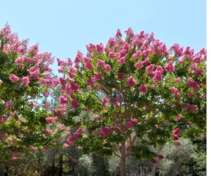 How to Root Crepe Myrtle?