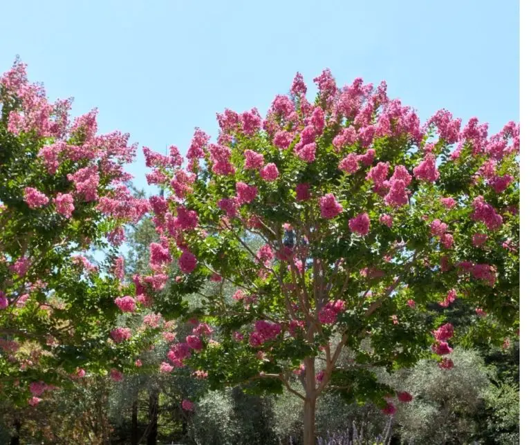 How to Root Crepe Myrtle?