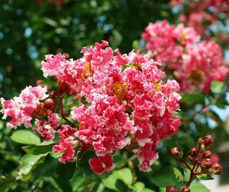 How to Get Crape Myrtle to Bloom?