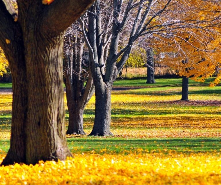 How Far Apart To Plant Maple Trees Gardening Slash