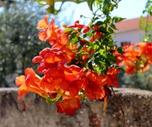 How to Grow Esperanza from Cuttings?