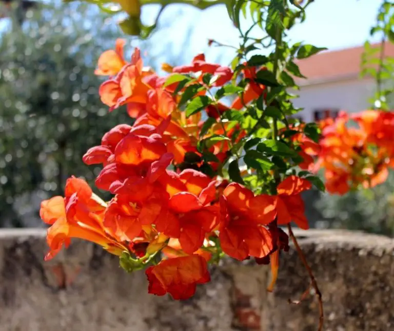 How to Grow Esperanza from Cuttings?