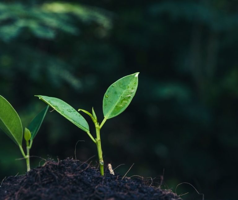 How to Grow Fuchsia from Seeds?