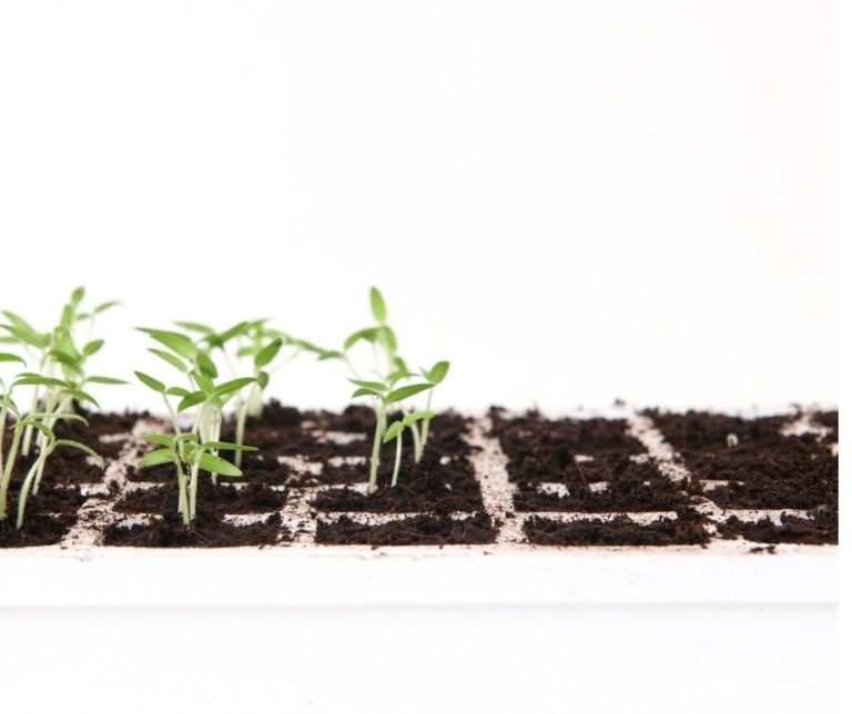 How to Grow Rose from Seed?