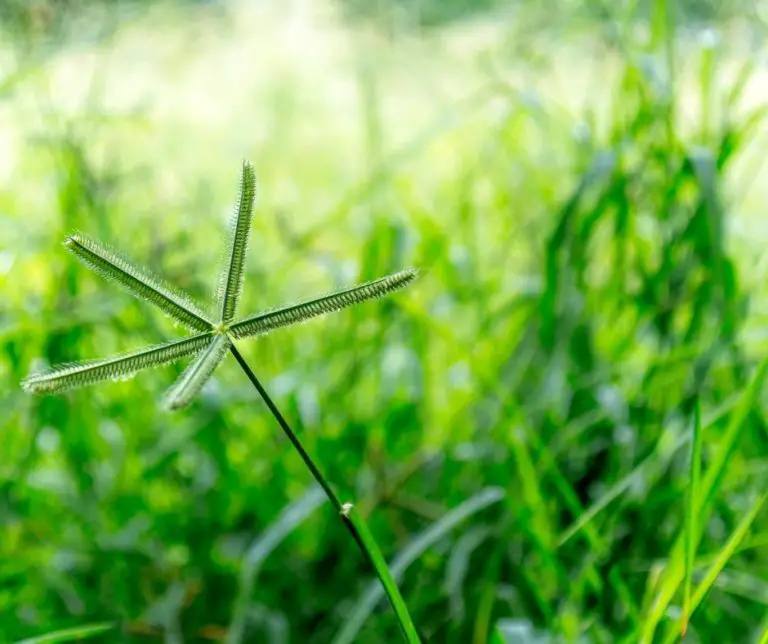How to Pull Goosegrass?