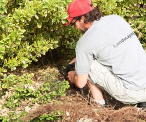 How to Remove a Rose Bush Stump?