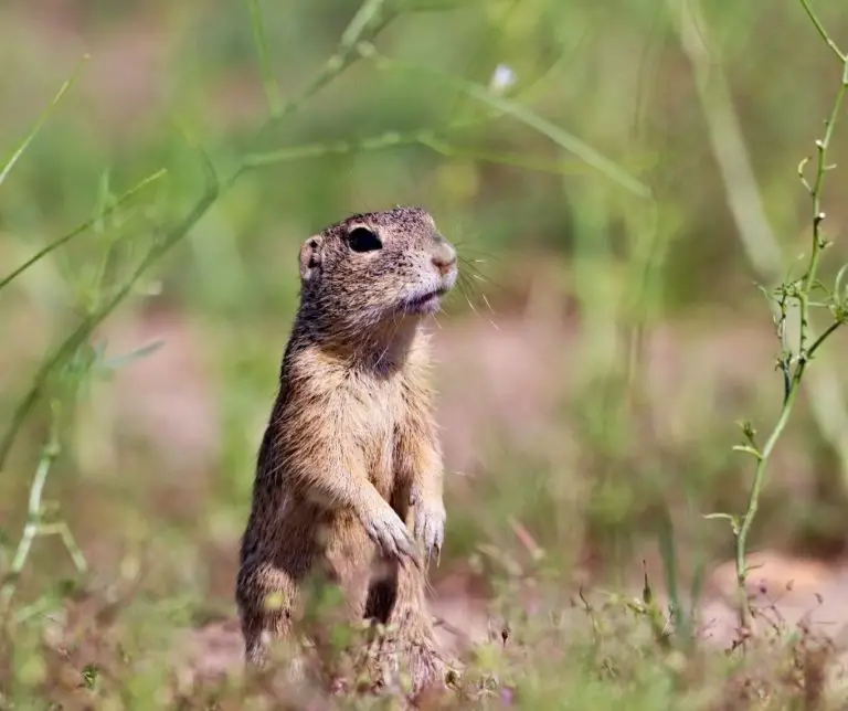 How to Poison Gophers?