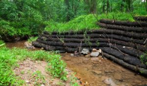The Best Plants For Streambank Stabilization