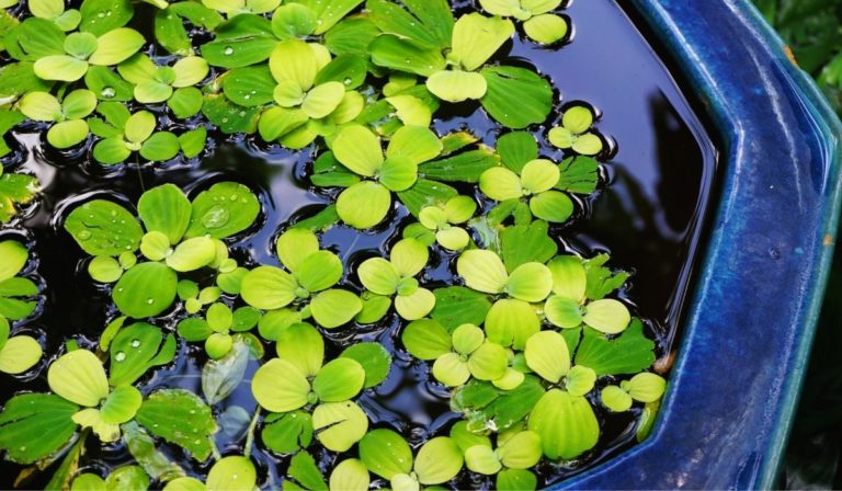 Top 10 Best Plants For Floating Planters