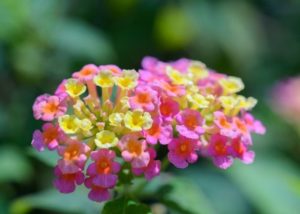 The Best Plants For a Florida Lanai