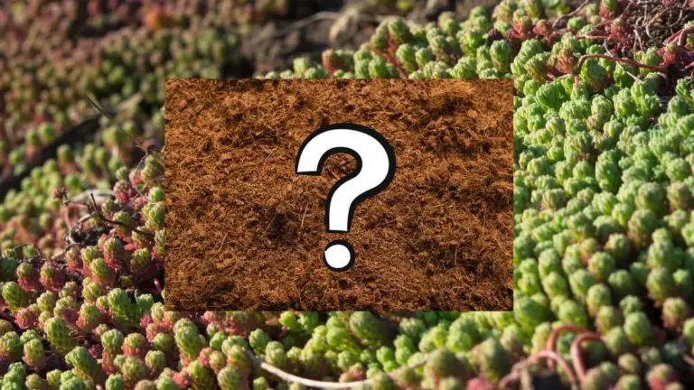 9 Best Substrate For Carpeting Plants - Gardening Slash