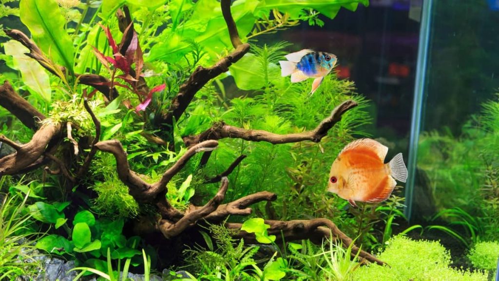 15 Best Plants For Cold Water Aquariums