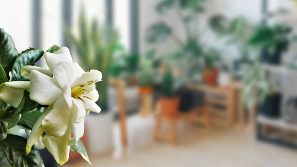 10 Best Indoor plants for Cold Weather