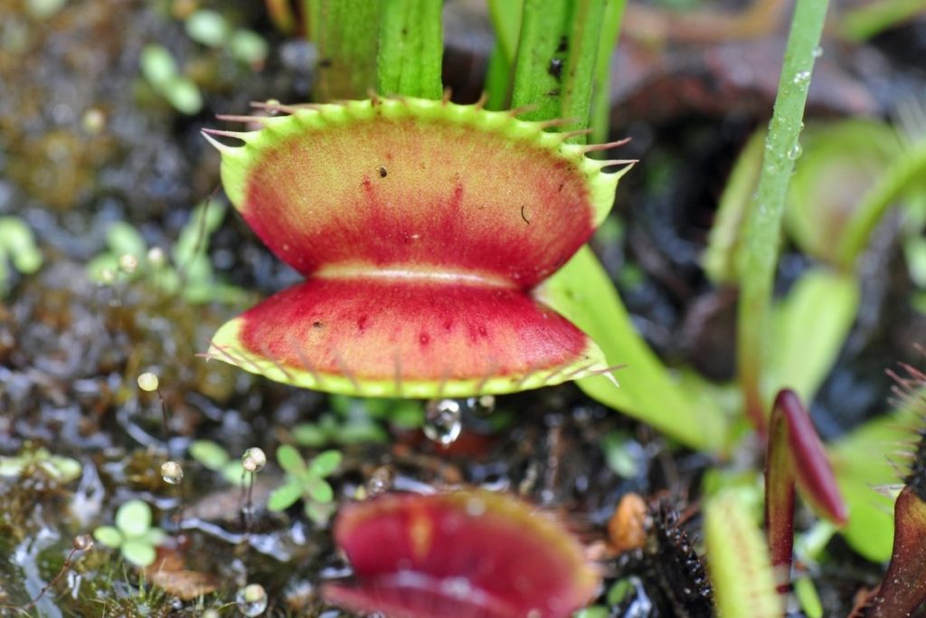 The 5 Best Carnivorous Plants For Fruit Flies