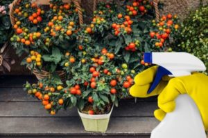 The #1 Best Spray For Tomato Plants