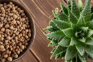The 3 Best LECA For Plants